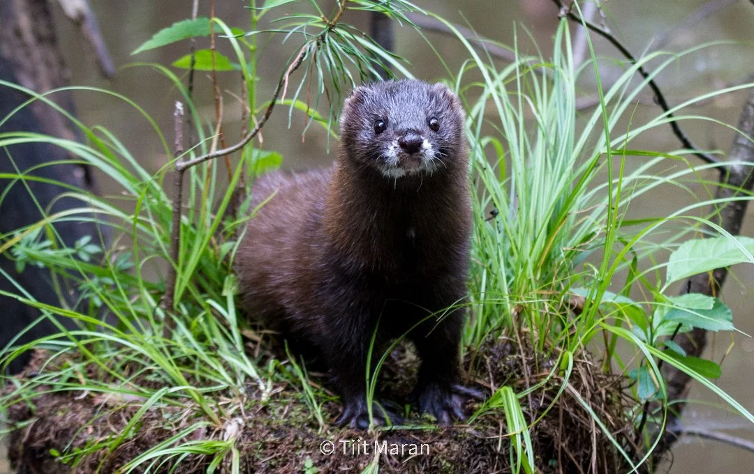 The critically endangered European Mink - Europe's most threatened ...