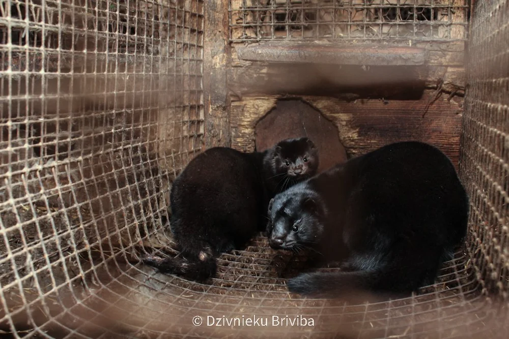 The critically endangered European Mink - Europe's most threatened ...