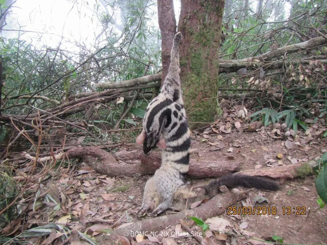 Owston's Civet — IUCN SSC Small Carnivore Specialist Group