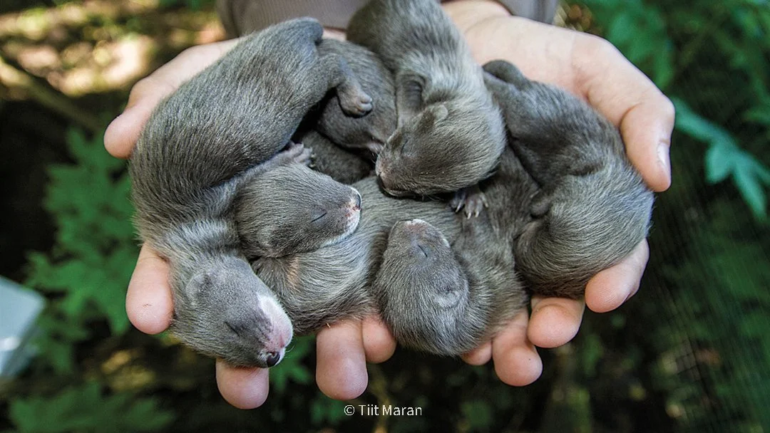 European Mink — IUCN SSC Small Carnivore Specialist Group