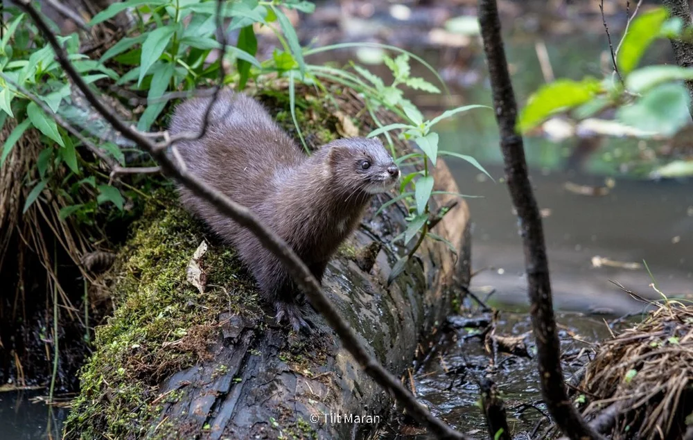 The critically endangered European Mink - Europe's most threatened ...