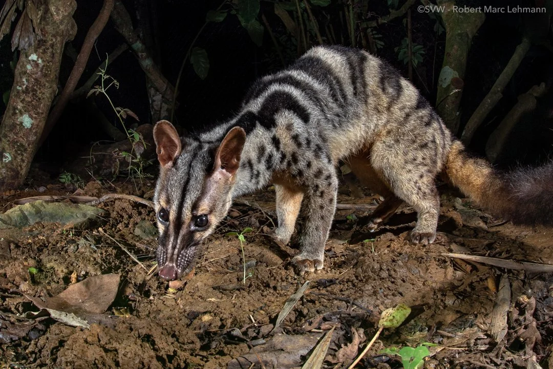 IUCN SSC Small Carnivore Specialist Group