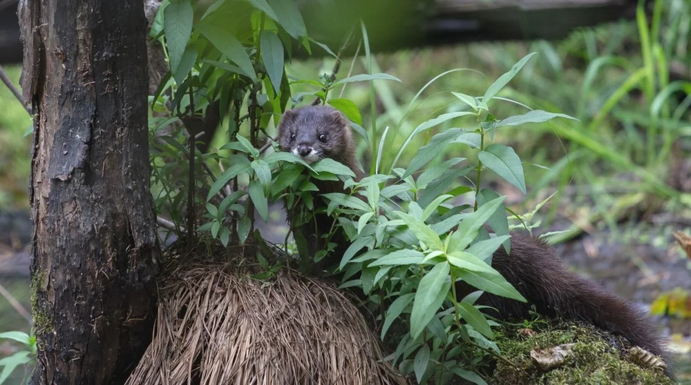 European Mink — IUCN SSC Small Carnivore Specialist Group