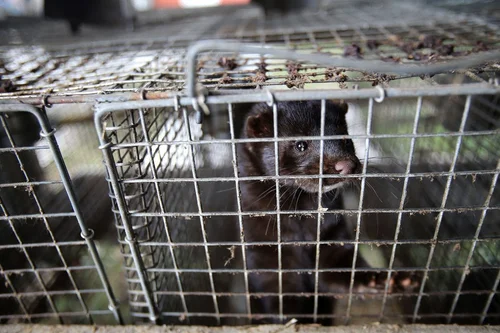 The critically endangered European Mink - Europe's most threatened ...