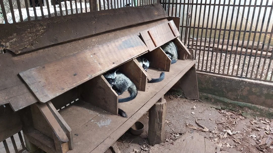 Owston's Civet — IUCN SSC Small Carnivore Specialist Group