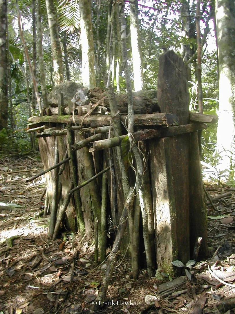 Madagascar's Carnivores — IUCN SSC Small Carnivore Specialist Group