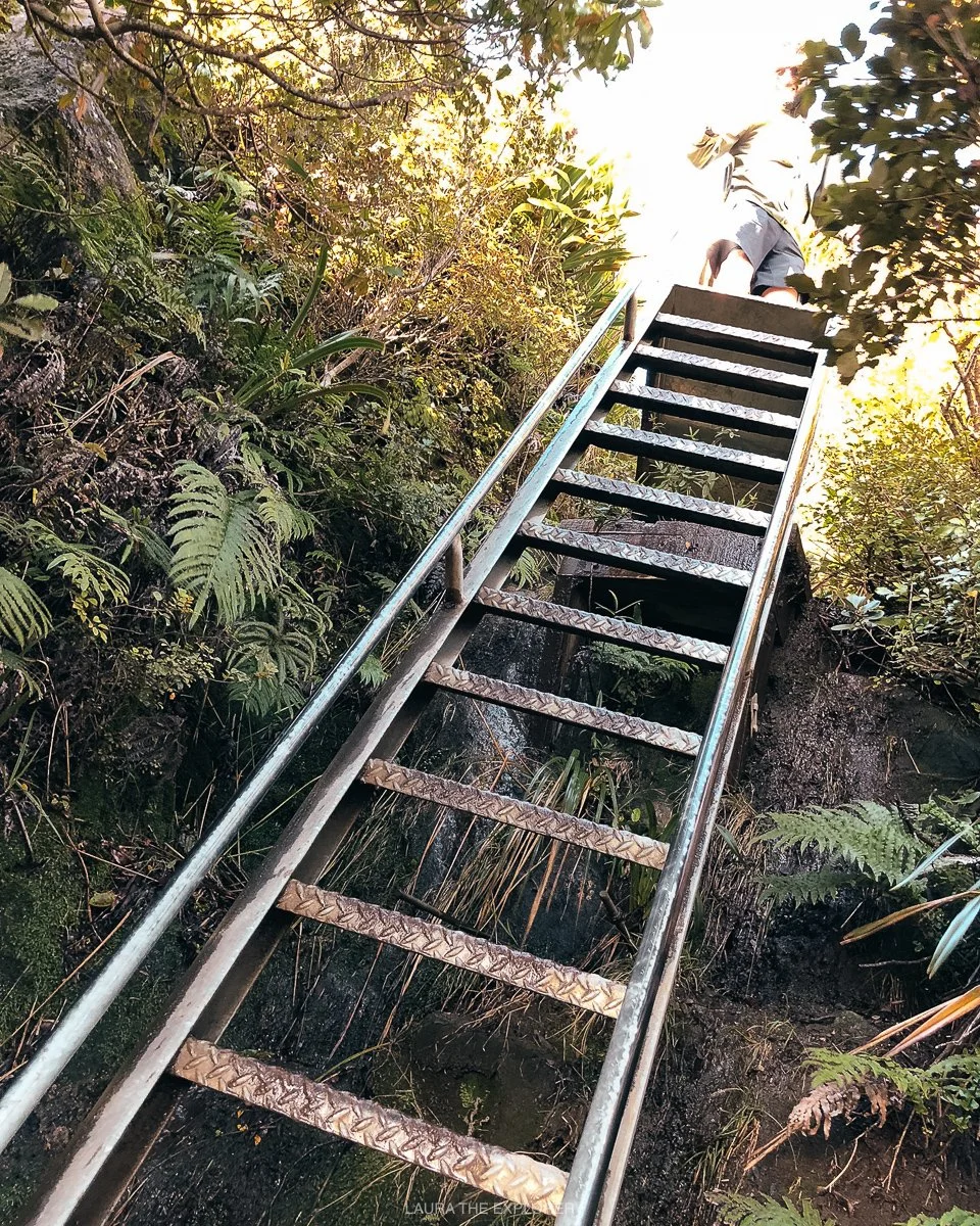 A Guide to the Coromandel Pinnacles Walk — Laura the Explorer