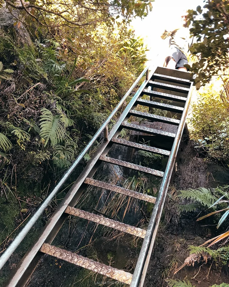 A Guide to the Coromandel Pinnacles Walk — Laura the Explorer