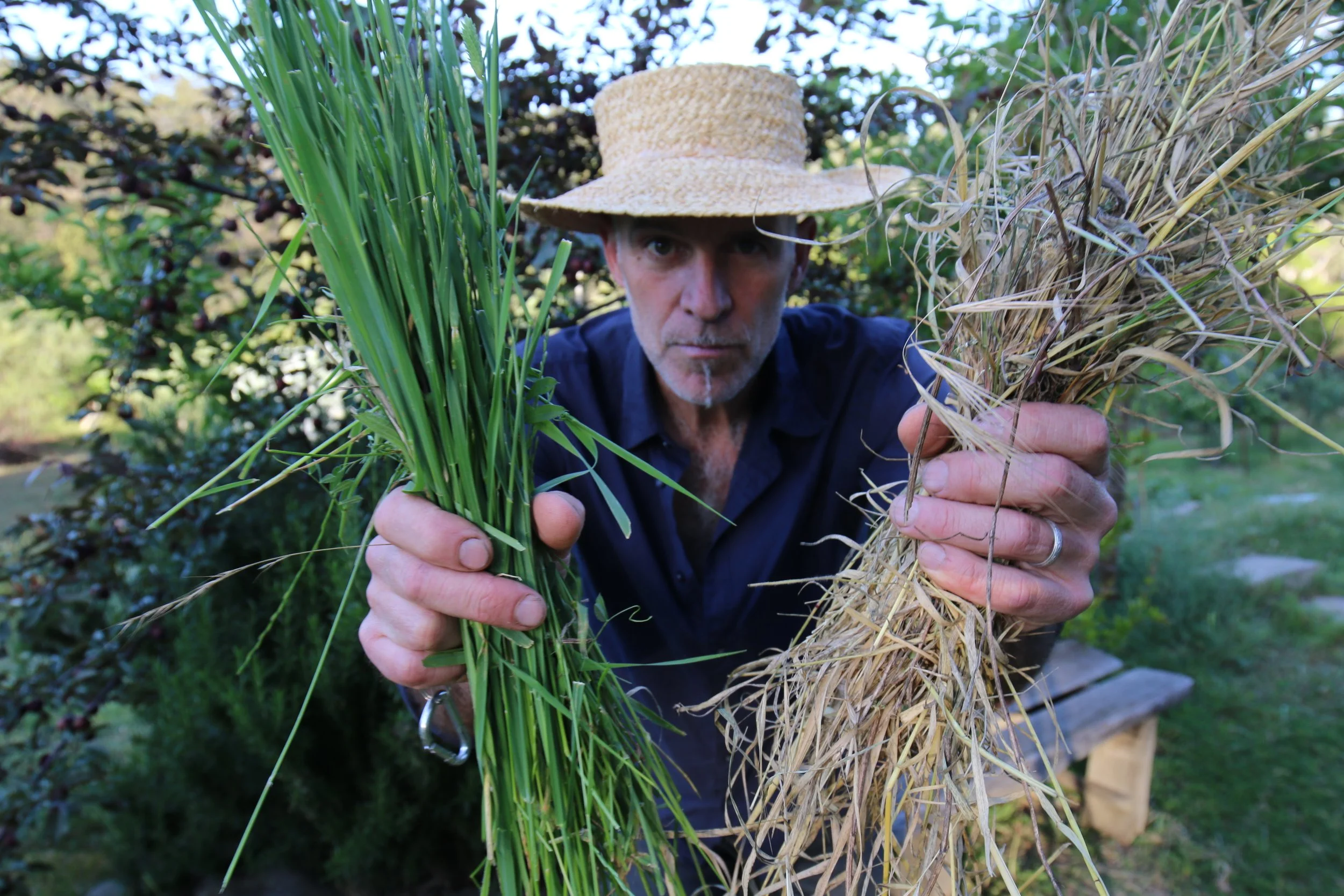 Dry grass and pea straw, not what you might think — Yimby Compost