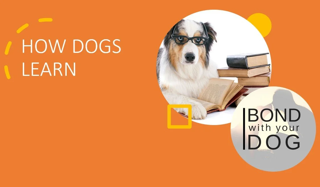 My Science-Based Dog Training Options