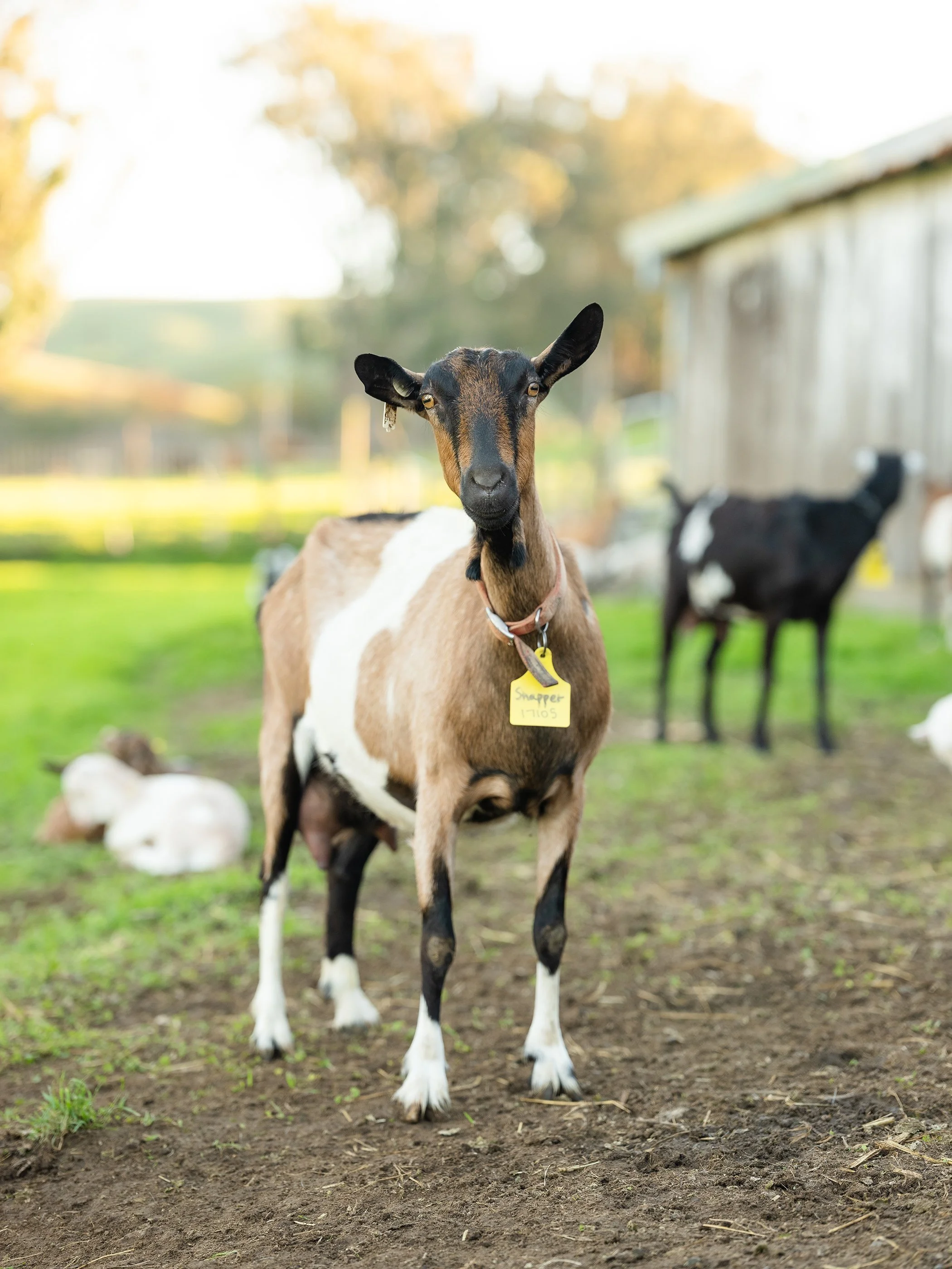 Toluma Farms & Tomales Farmstead Creamery