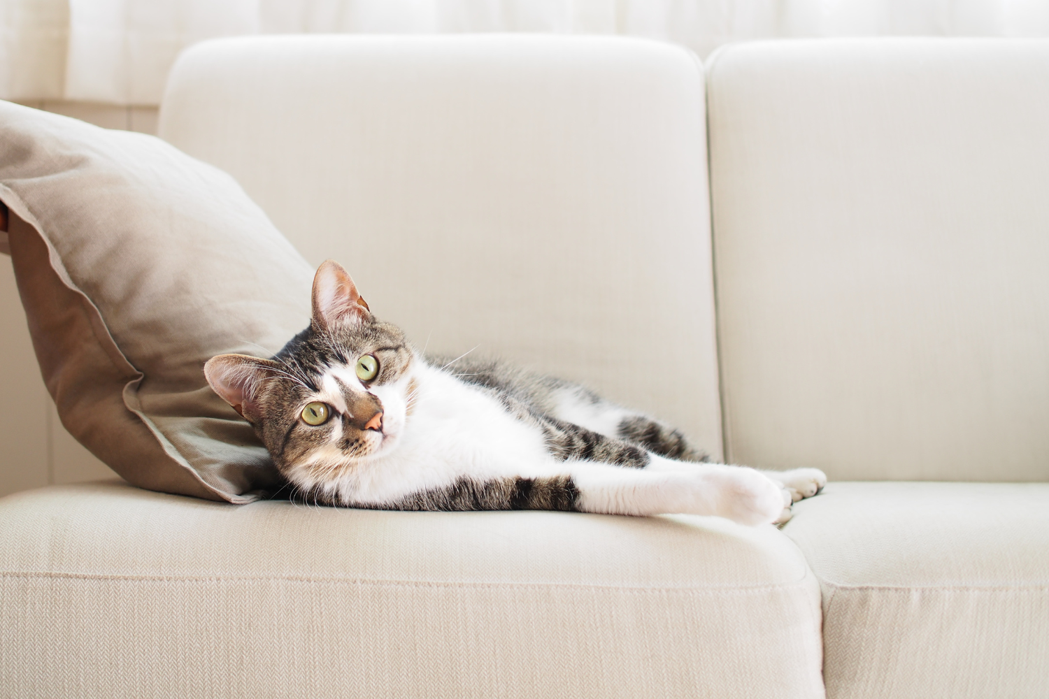 The Top 3 Tips for Designing a Pet-Friendly Home | Maritza Capiro Designs