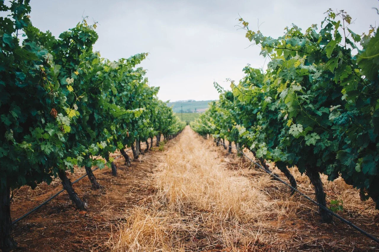 7 Cheap Vineyards For Sale in Spain [for under €300,000]
