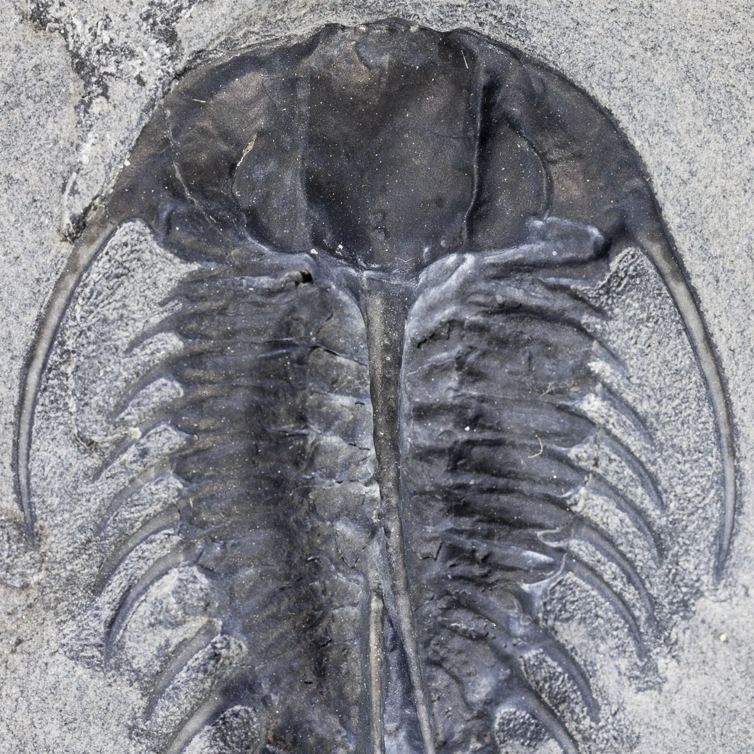 fossil store - authentic quality fossils for sale - fossil soup ...