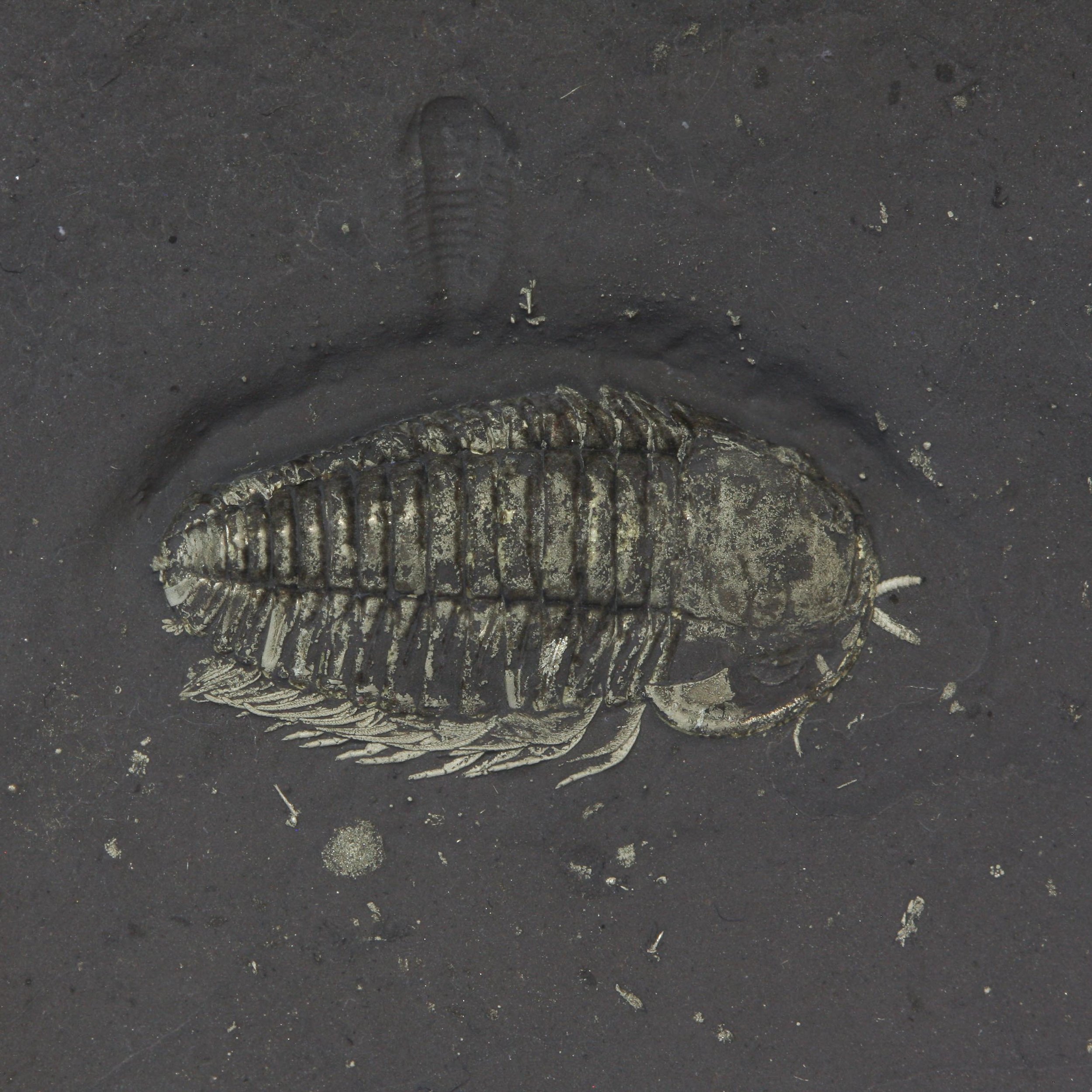 fossil store - authentic quality fossils for sale - fossil soup ...