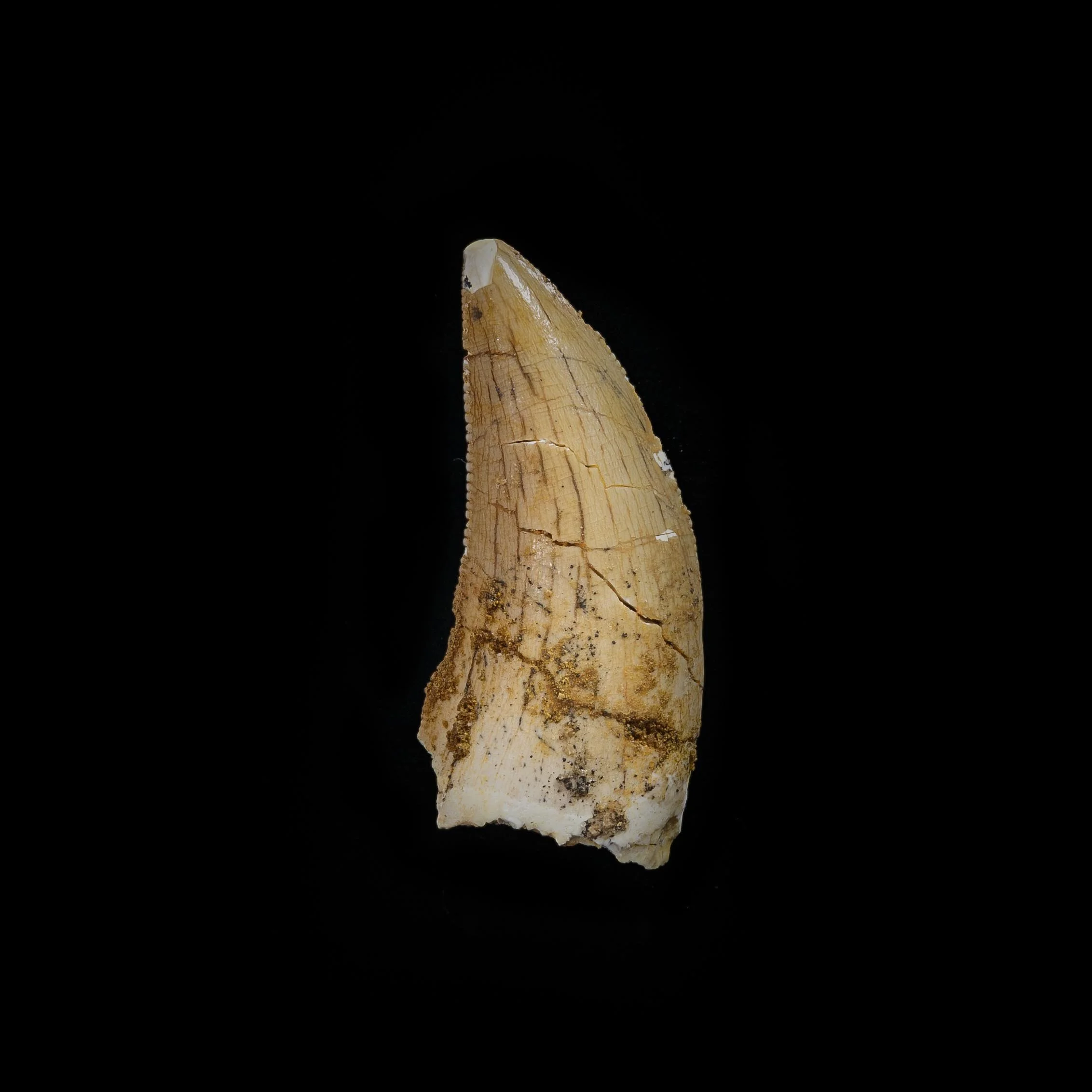 Allosaurus fragilis tooth from the Morrison Formation, Moffat County ...