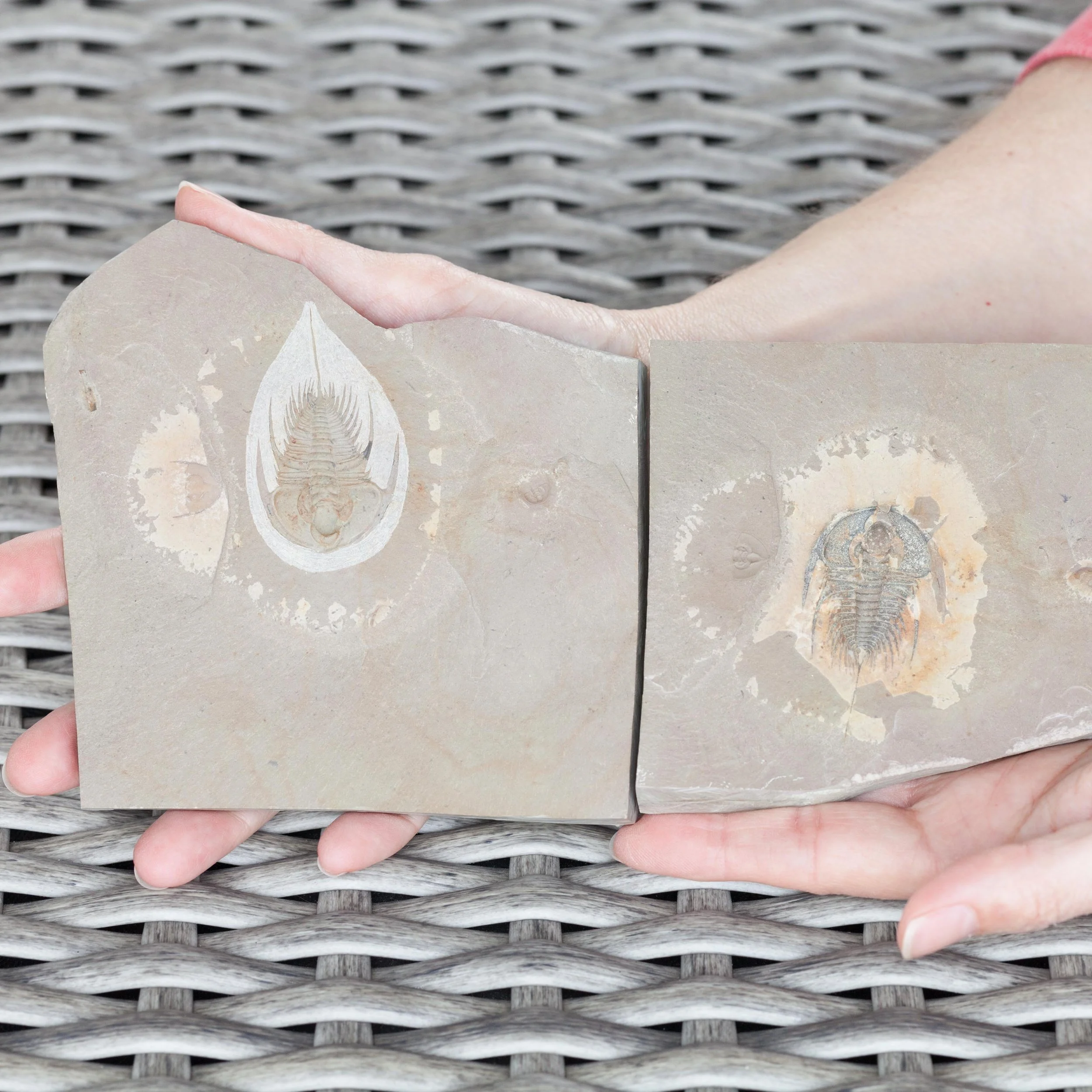 fossil store - authentic quality fossils for sale - fossil soup ...