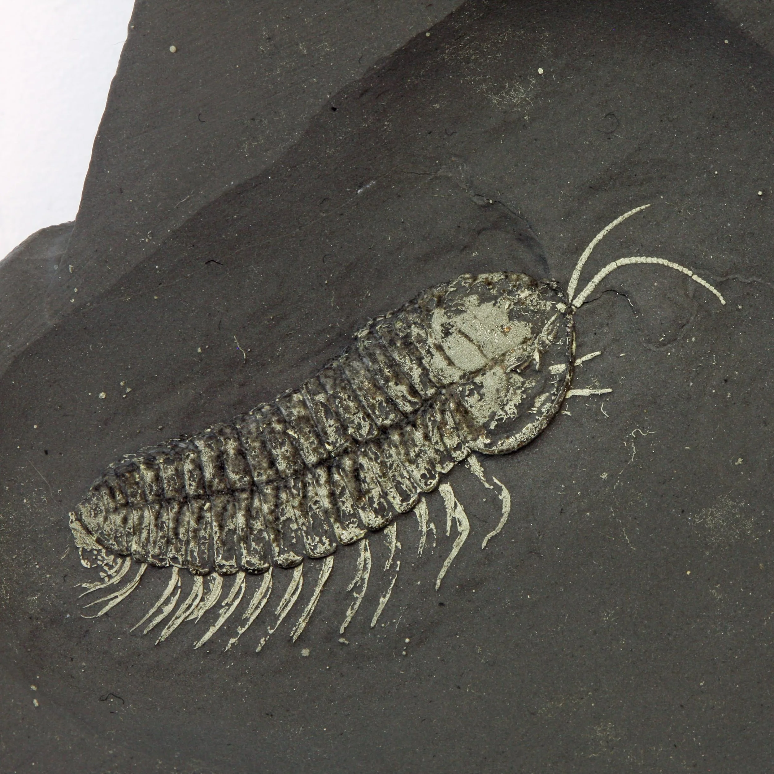 fossil soup