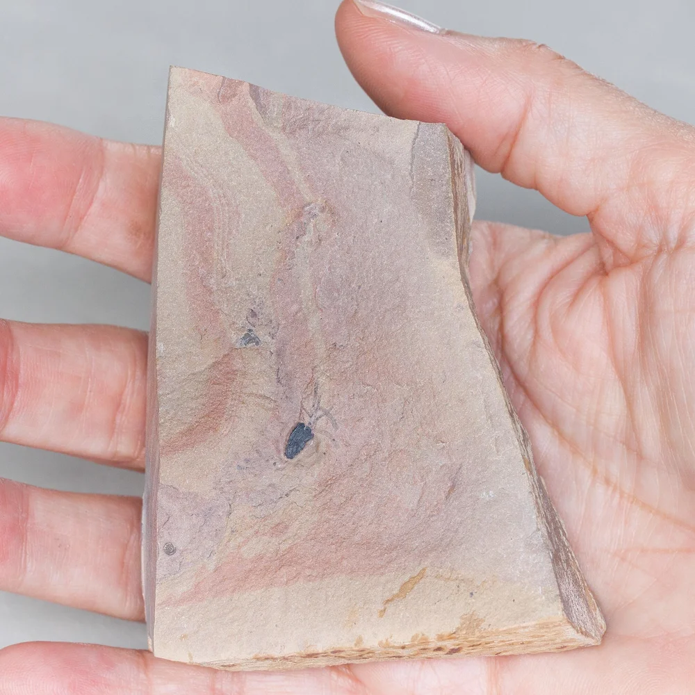 Radiodont appendage. Middle Cambrian, Mantou Formation, Weifang City ...