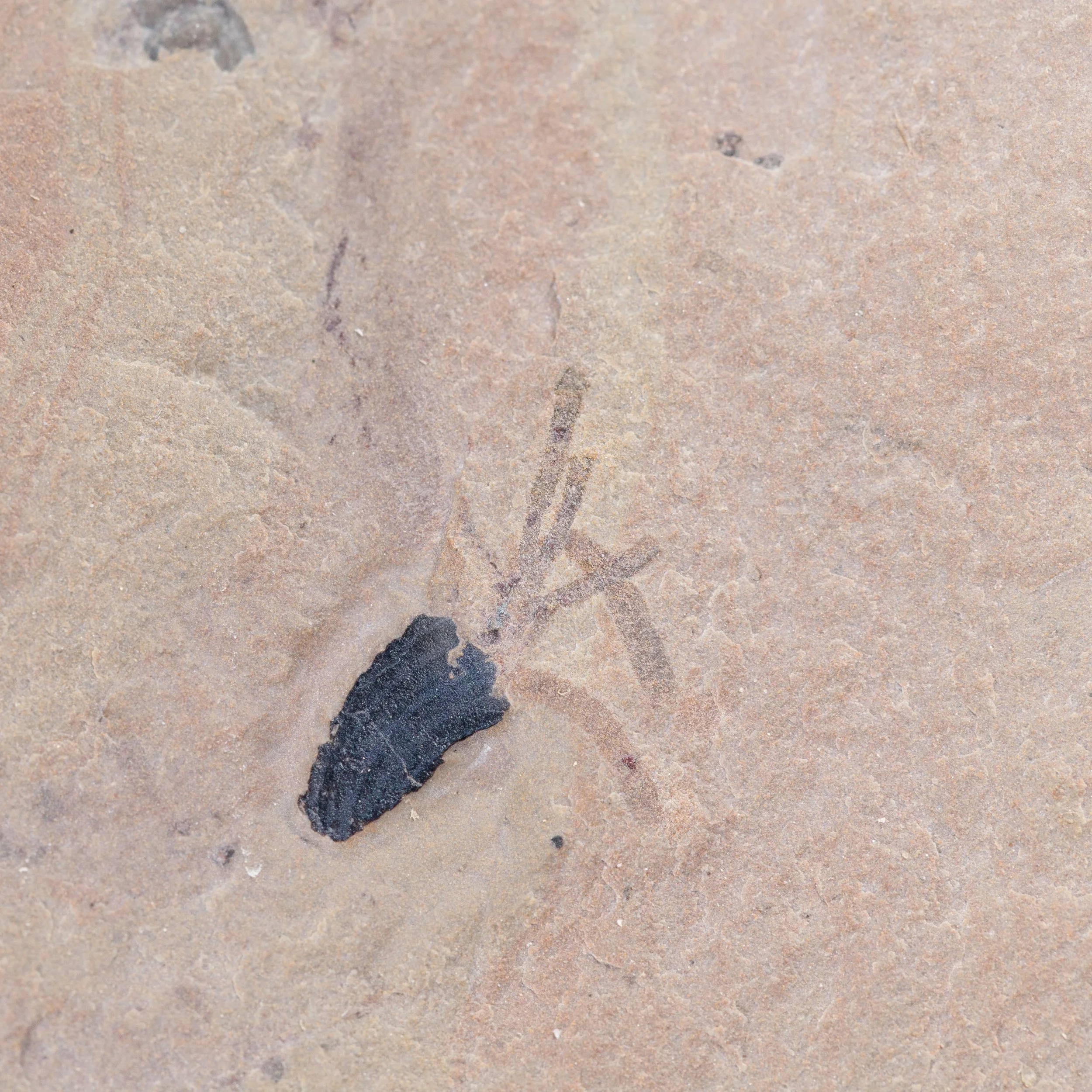 Radiodont appendage. Middle Cambrian, Mantou Formation, Weifang City ...