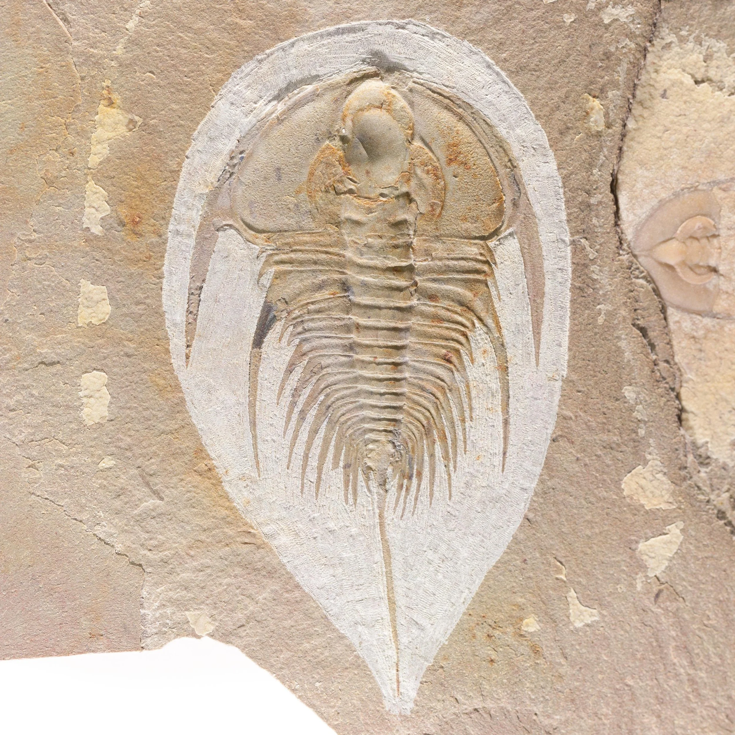 fossil store - authentic quality fossils for sale - fossil soup ...