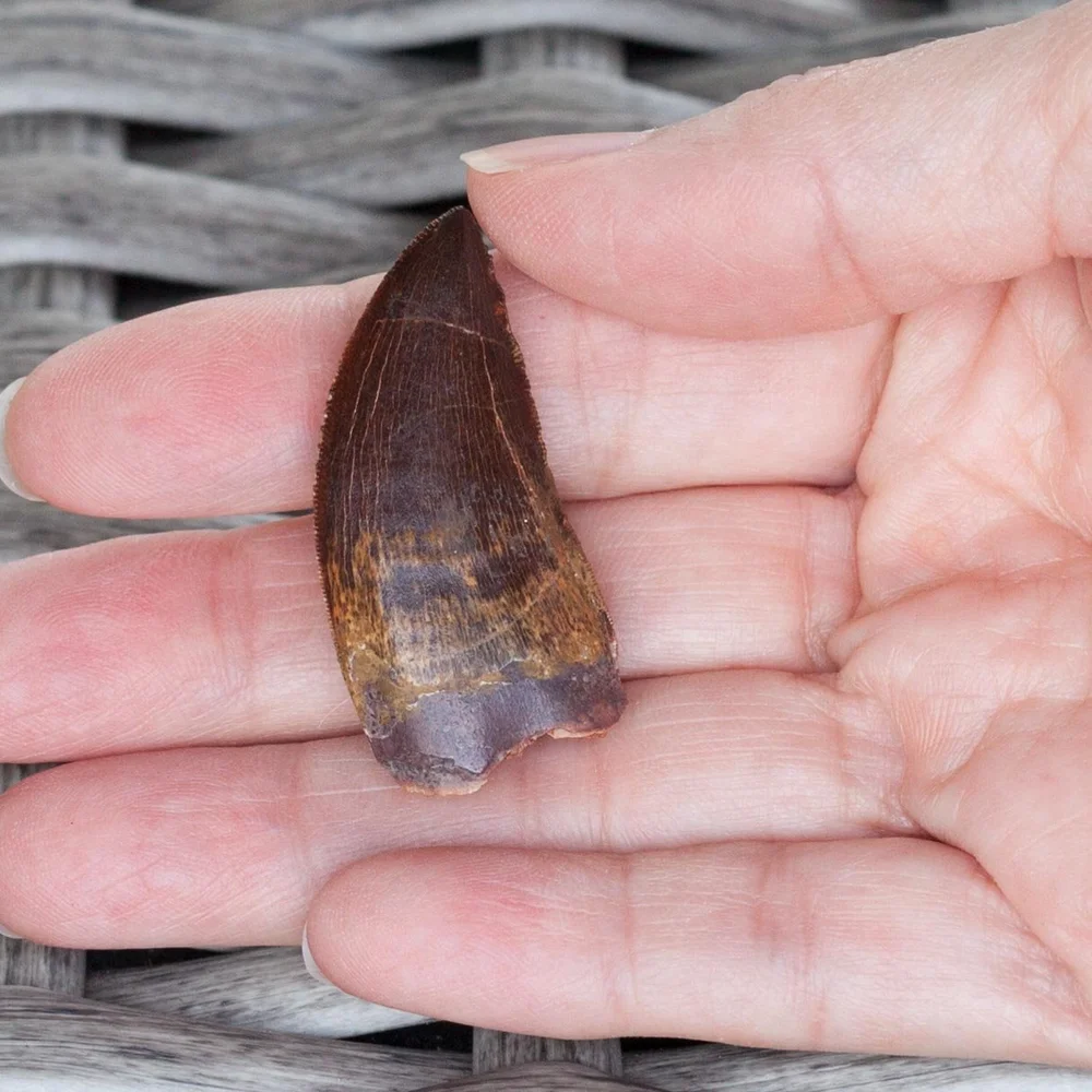 Allosaurus fragilis tooth from the Morrison Formation, Moffat County ...