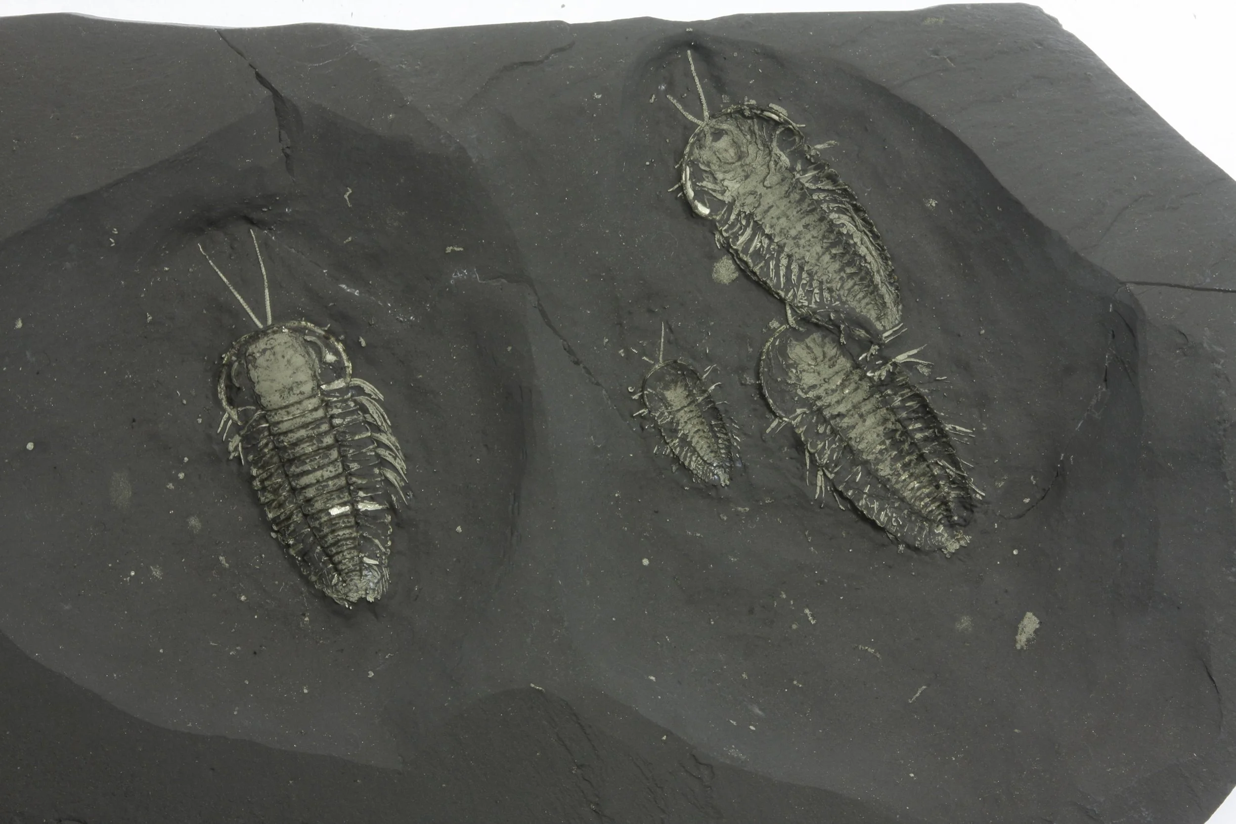 fossil store - authentic quality fossils for sale - fossil soup ...