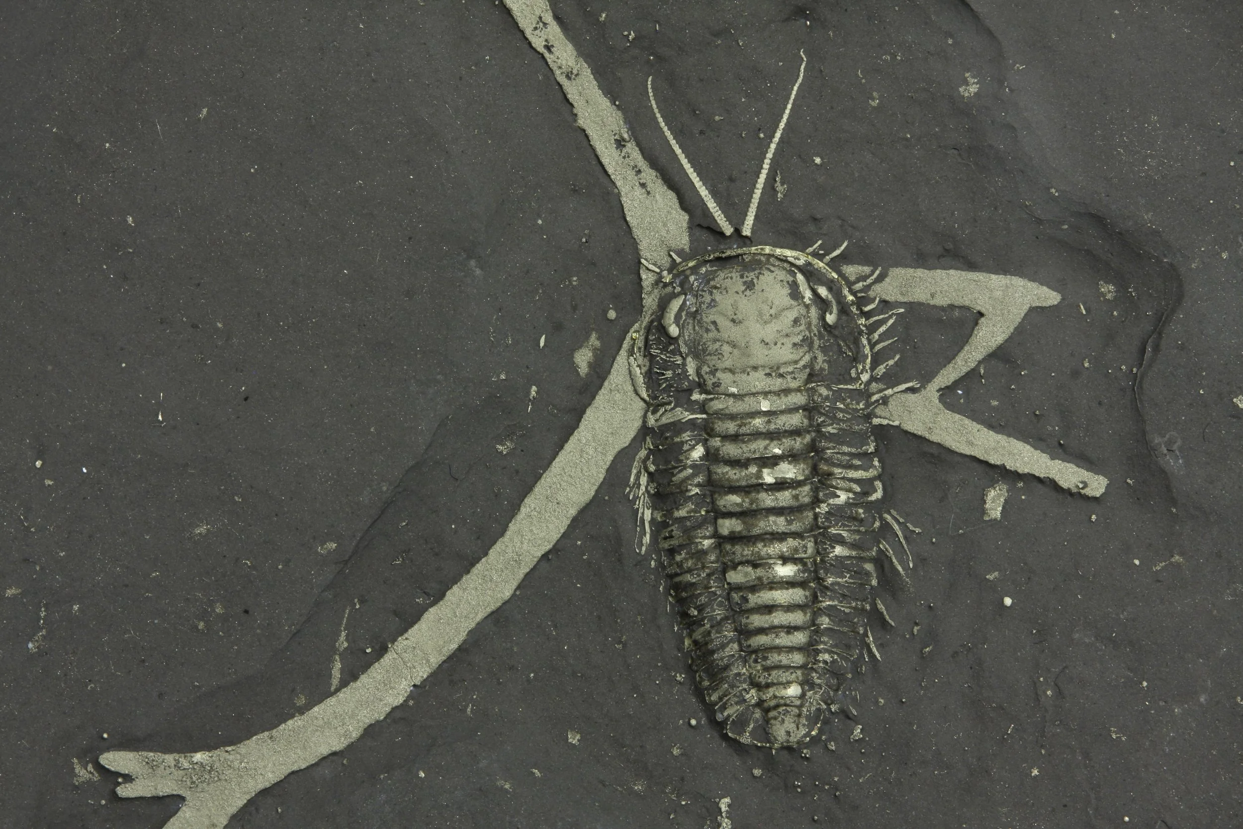 fossil store - authentic quality fossils for sale - fossil soup ...