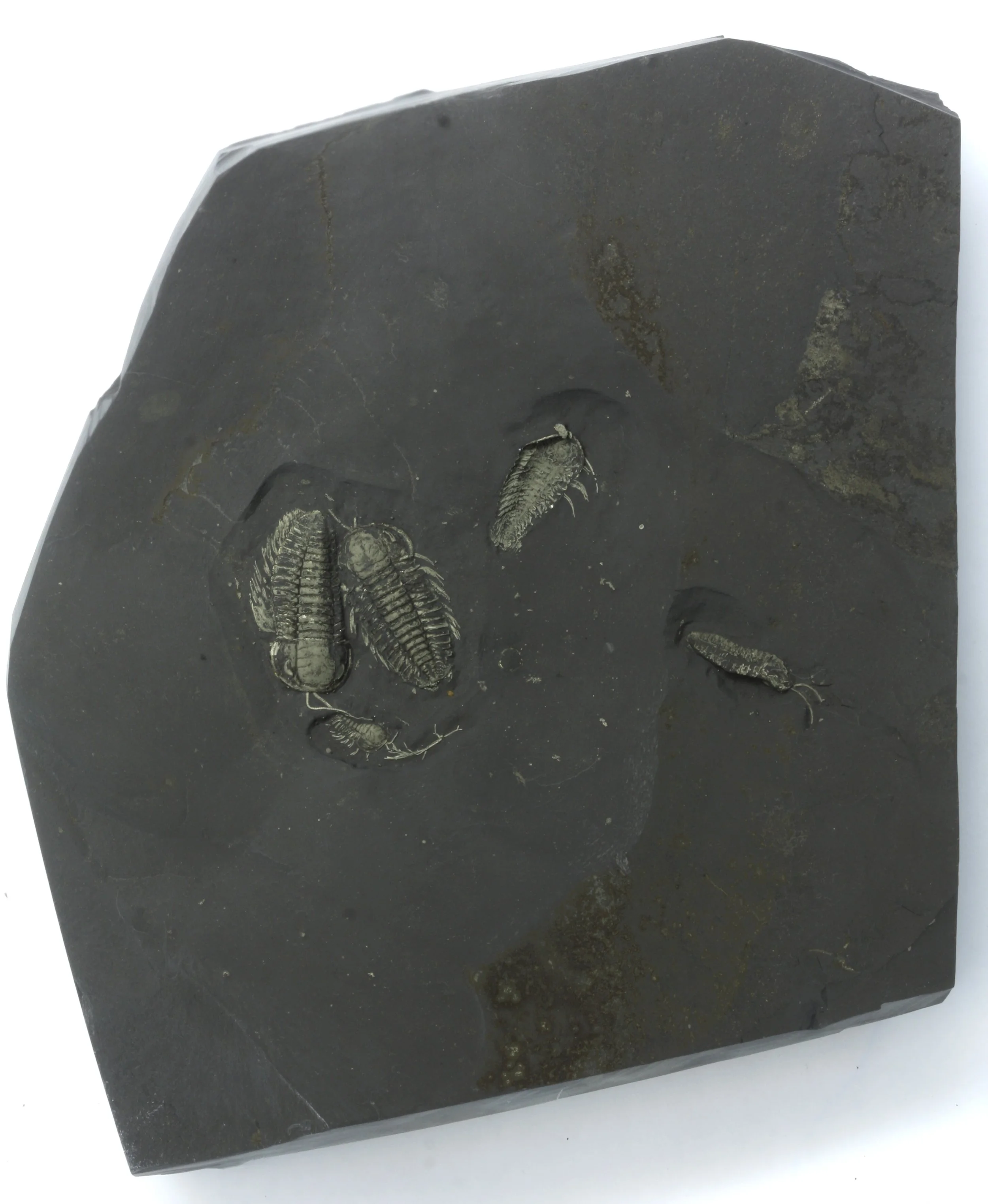 fossil store - authentic quality fossils for sale - fossil soup ...