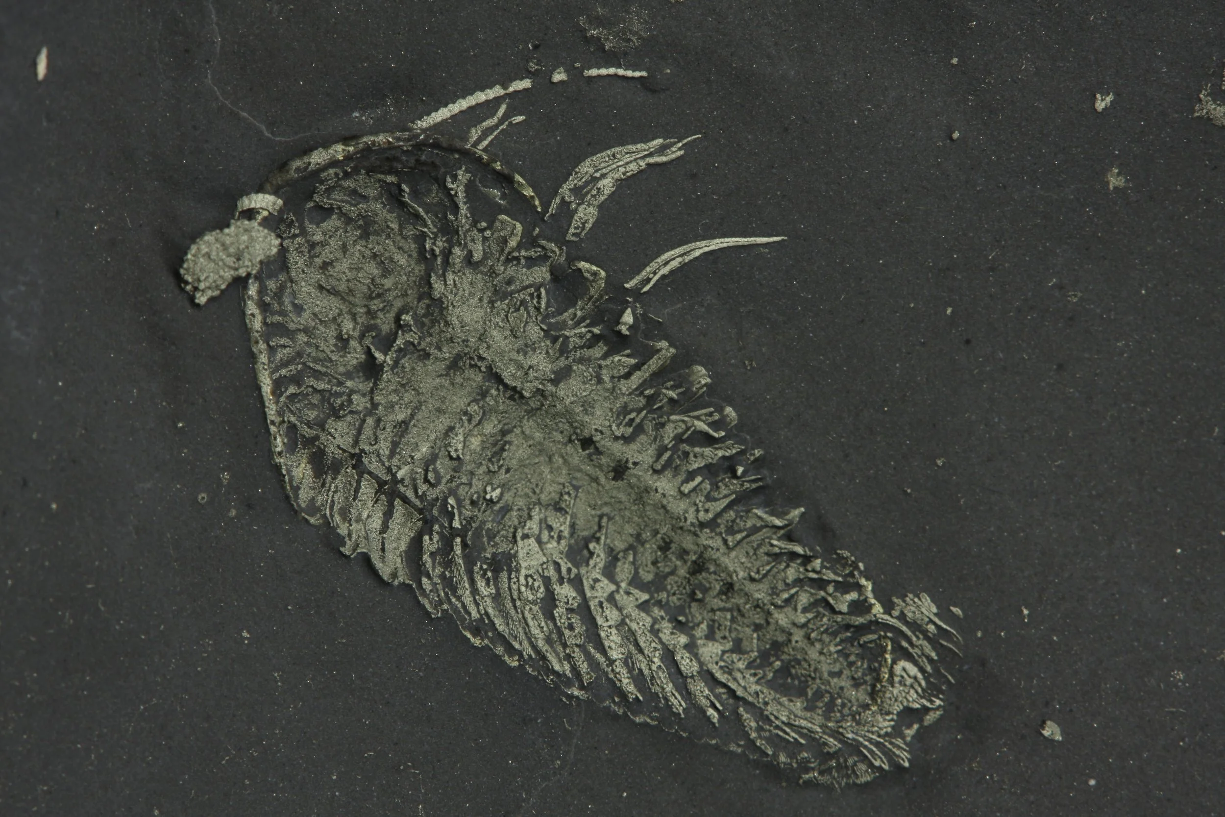 fossil store - authentic quality fossils for sale - fossil soup ...