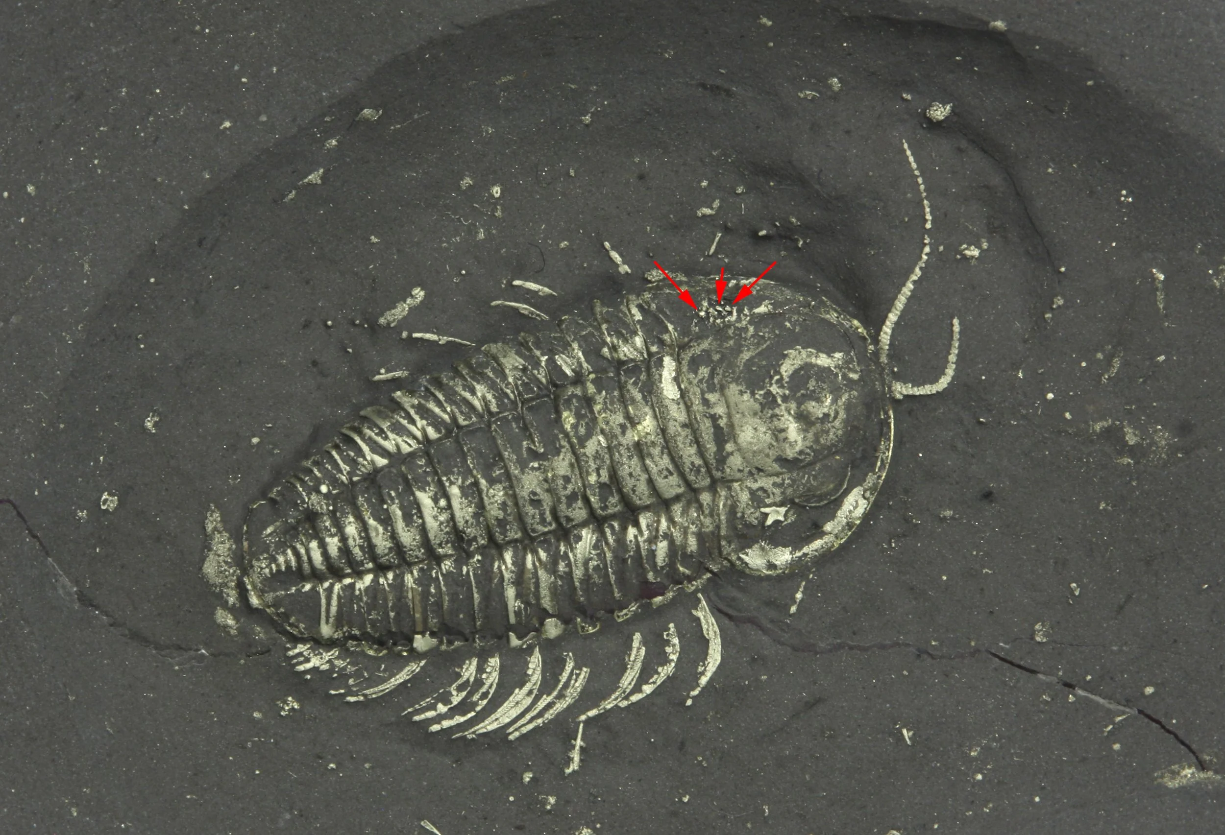 fossil store - authentic quality fossils for sale - fossil soup ...
