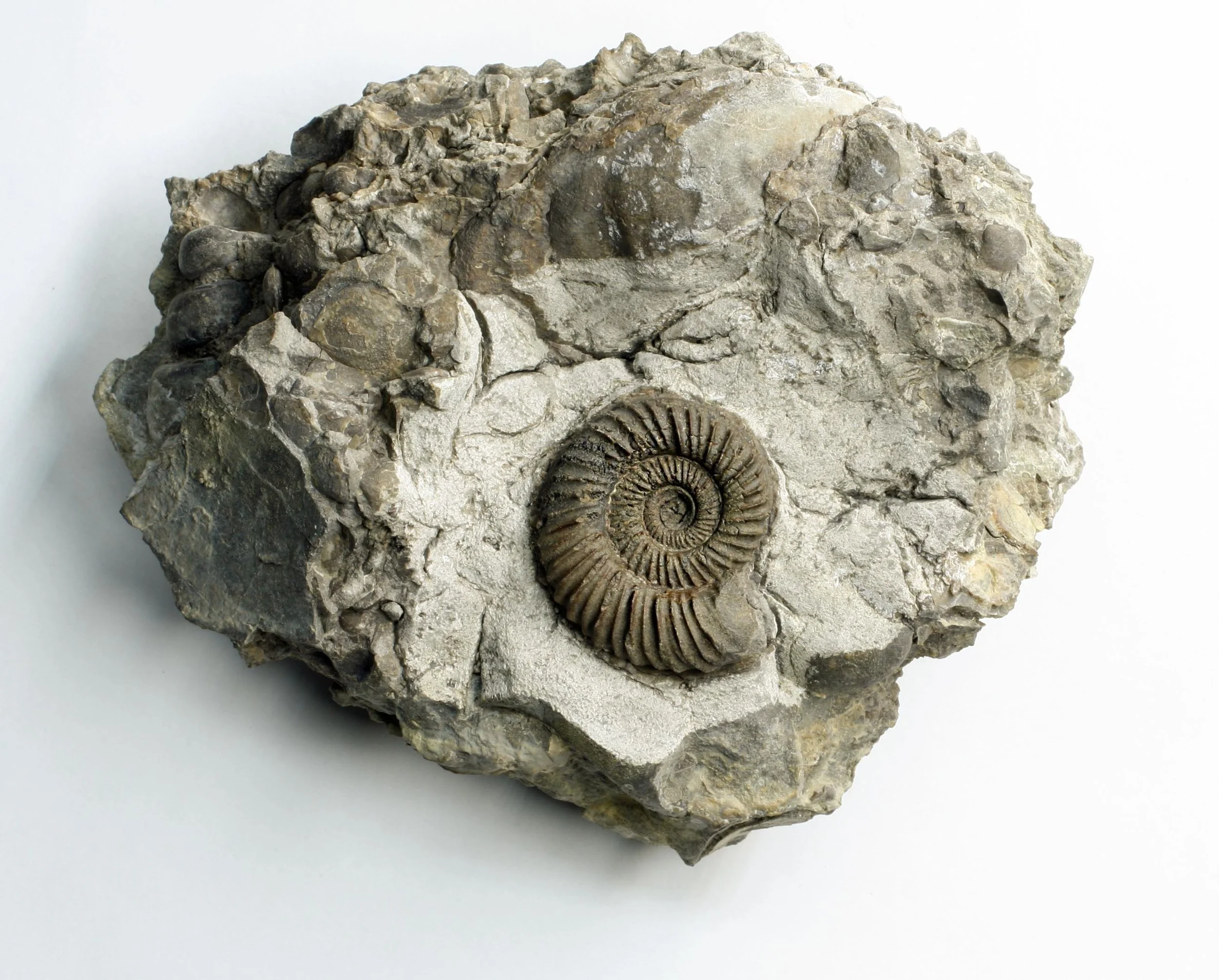 fossil store - authentic quality fossils for sale - fossil soup ...
