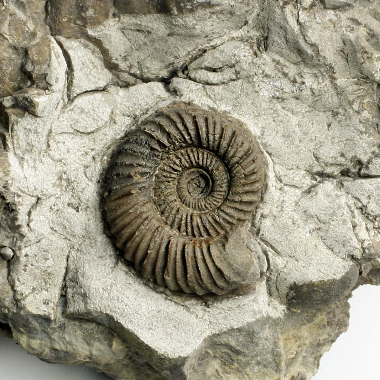 fossil store - authentic quality fossils for sale - fossil soup ...