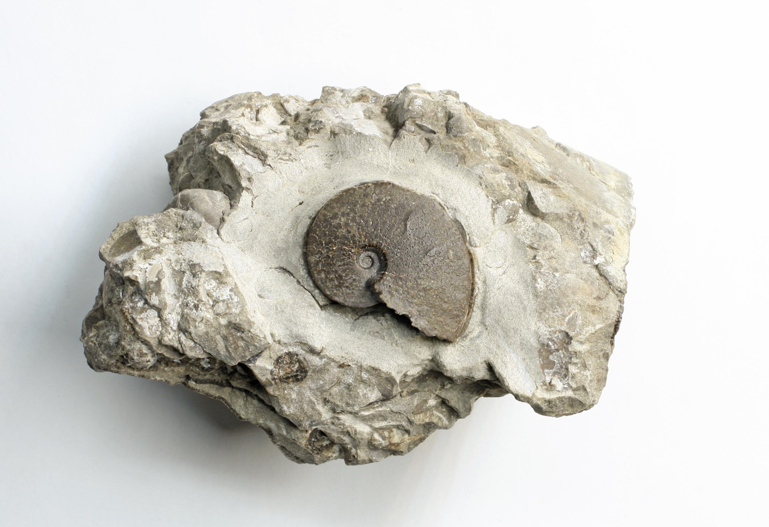 fossil store - authentic quality fossils for sale - fossil soup ...