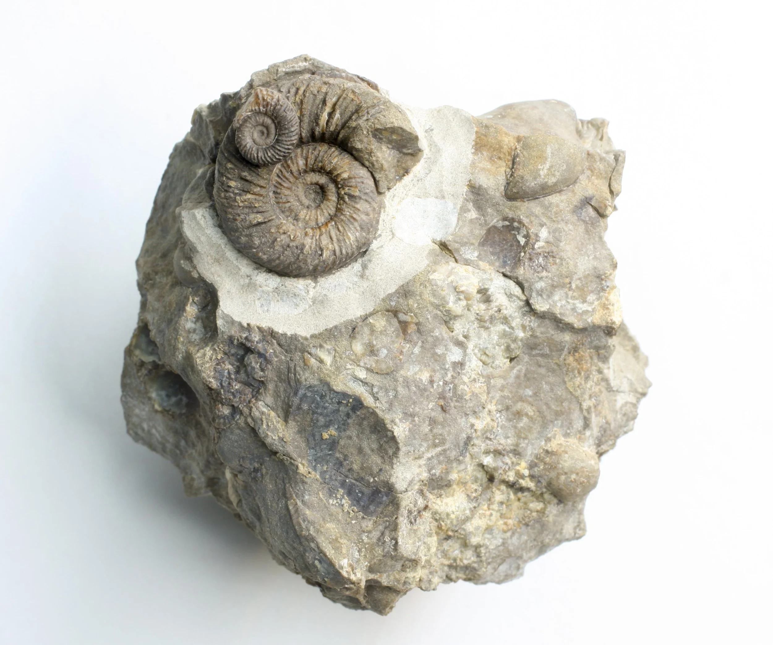 Marston Ammonite Cluster — fossil soup