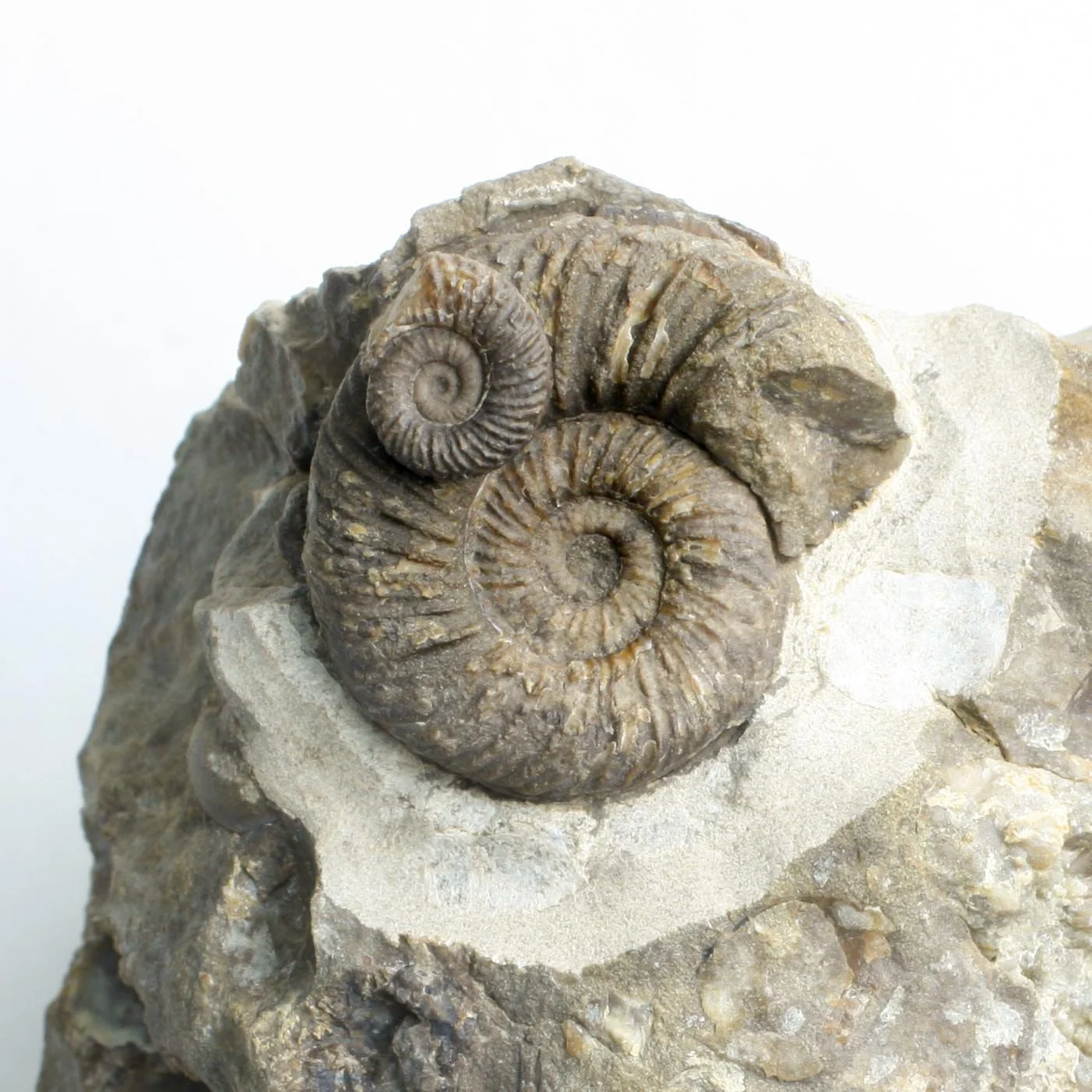 fossil store - authentic quality fossils for sale - fossil soup ...