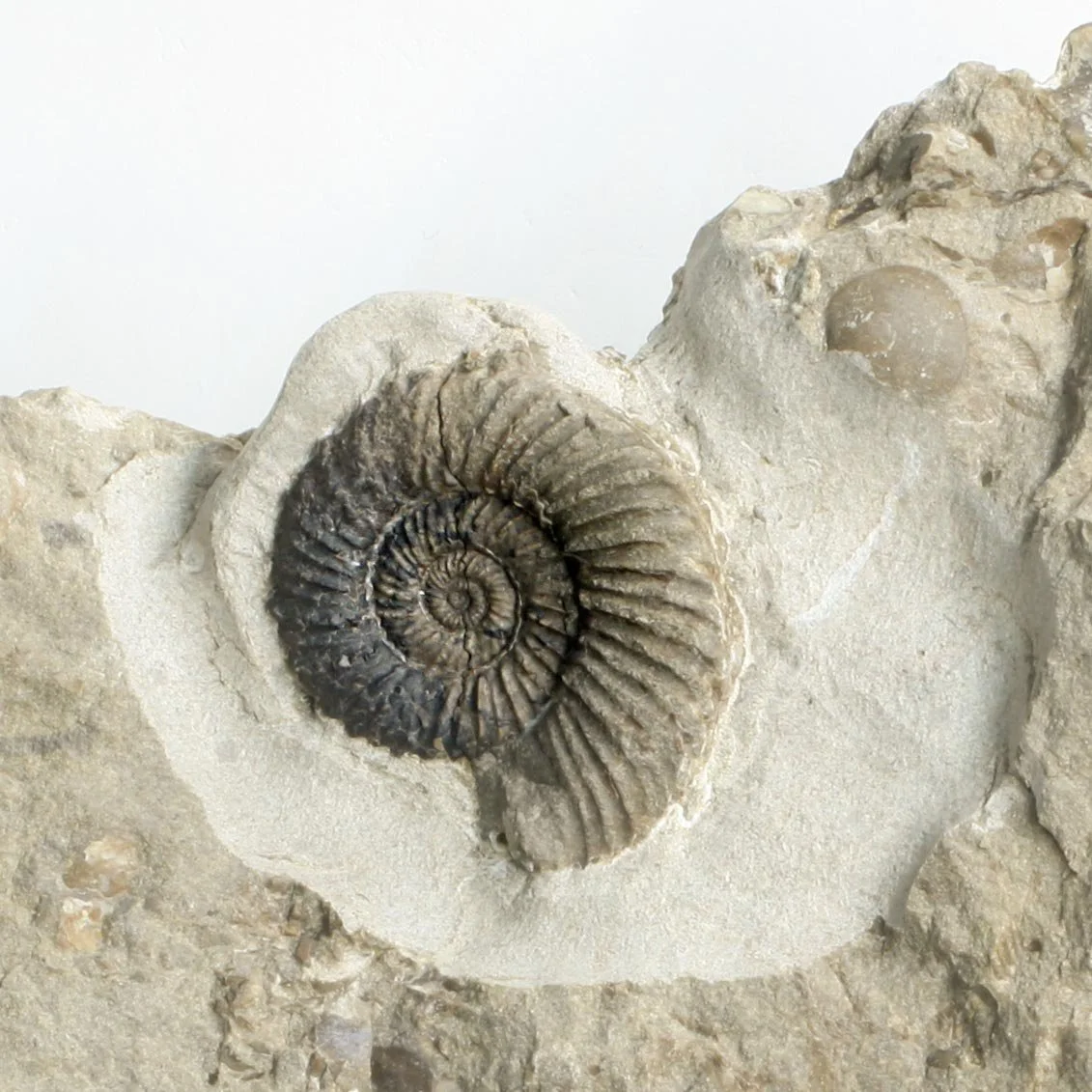 fossil store - authentic quality fossils for sale - fossil soup ...