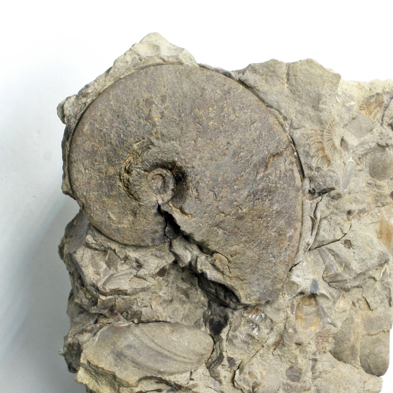 fossil store - authentic quality fossils for sale - fossil soup ...