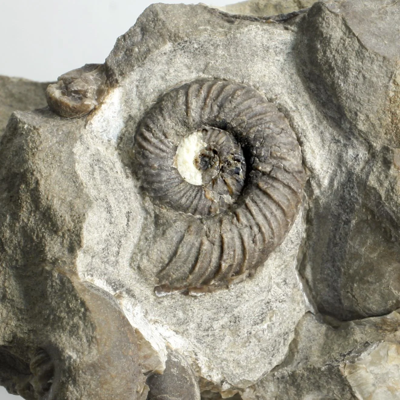 fossil store - authentic quality fossils for sale - fossil soup ...