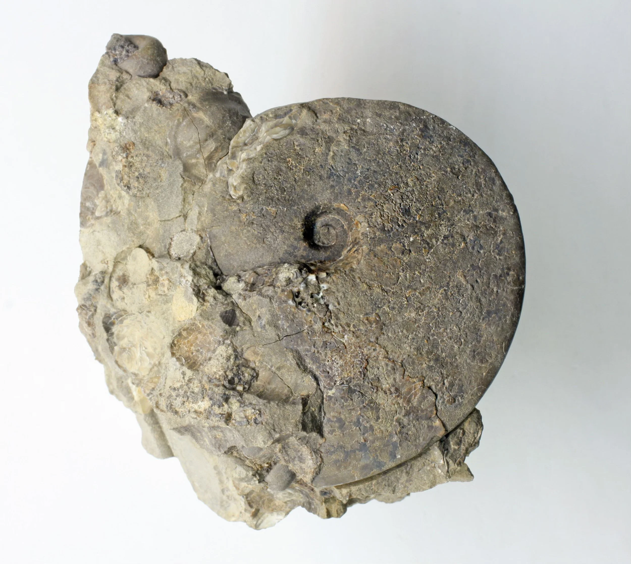 fossil store - authentic quality fossils for sale - fossil soup ...