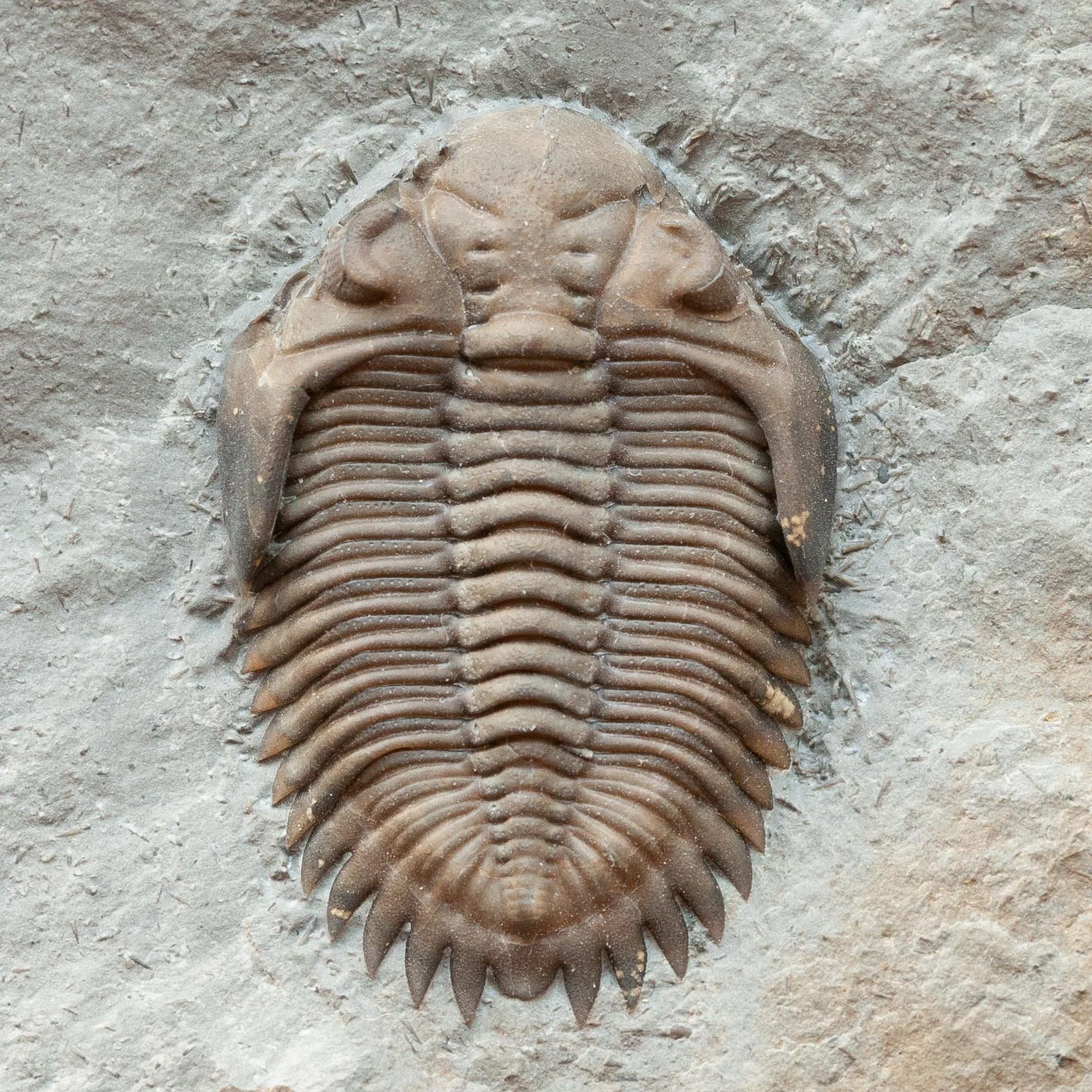 Radiodont appendage. Middle Cambrian, Mantou Formation, Weifang City ...