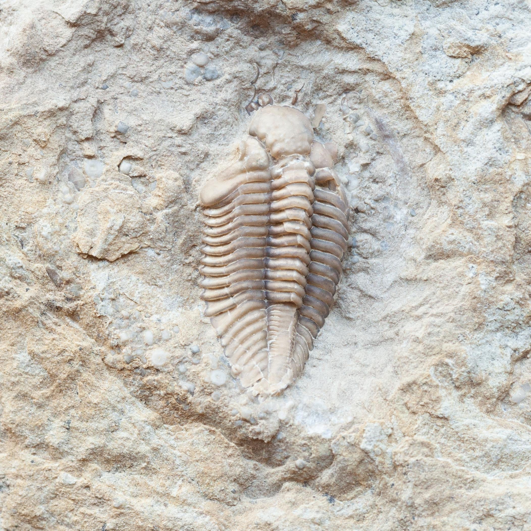 fossil store - authentic quality fossils for sale - fossil soup ...