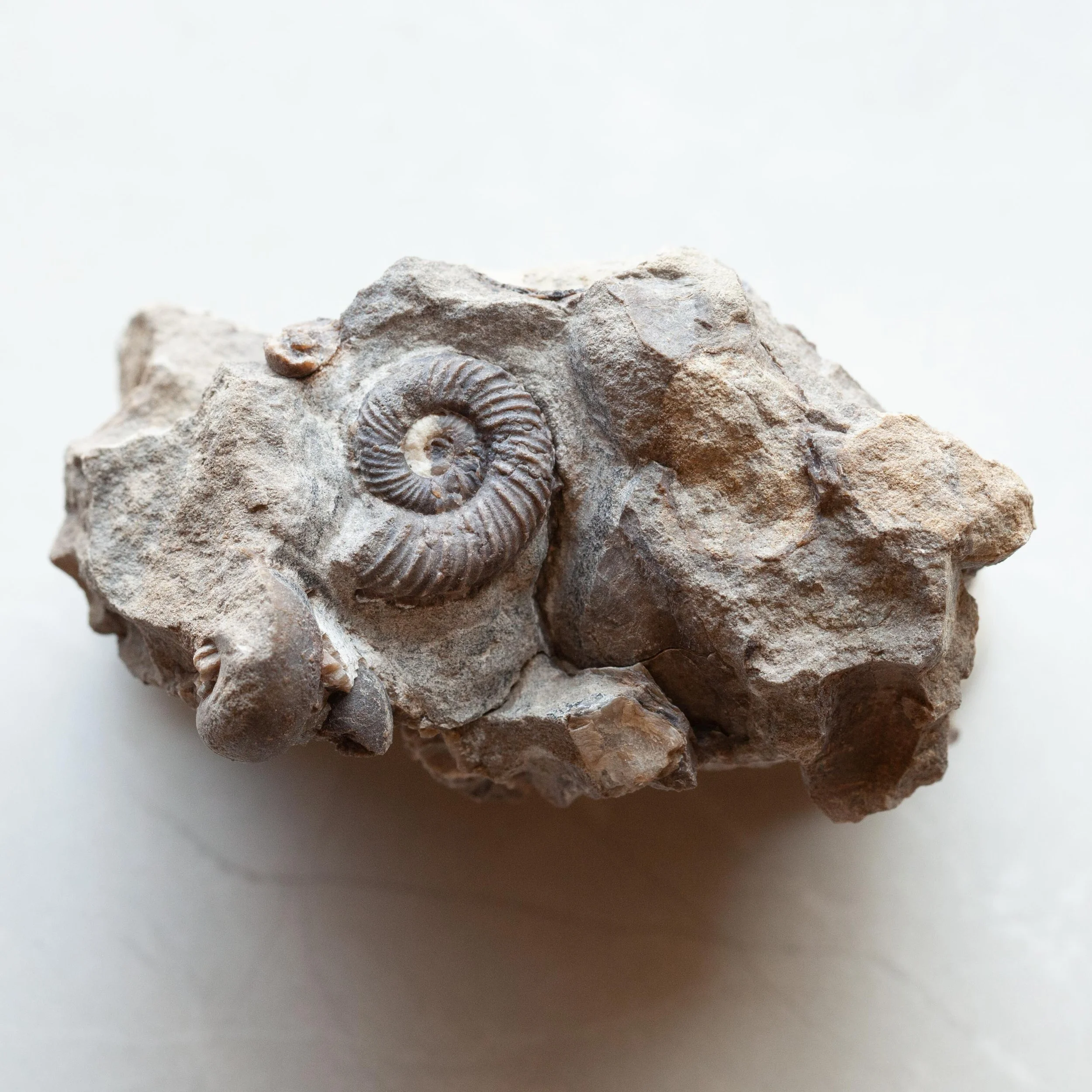 fossil store - authentic quality fossils for sale - fossil soup ...