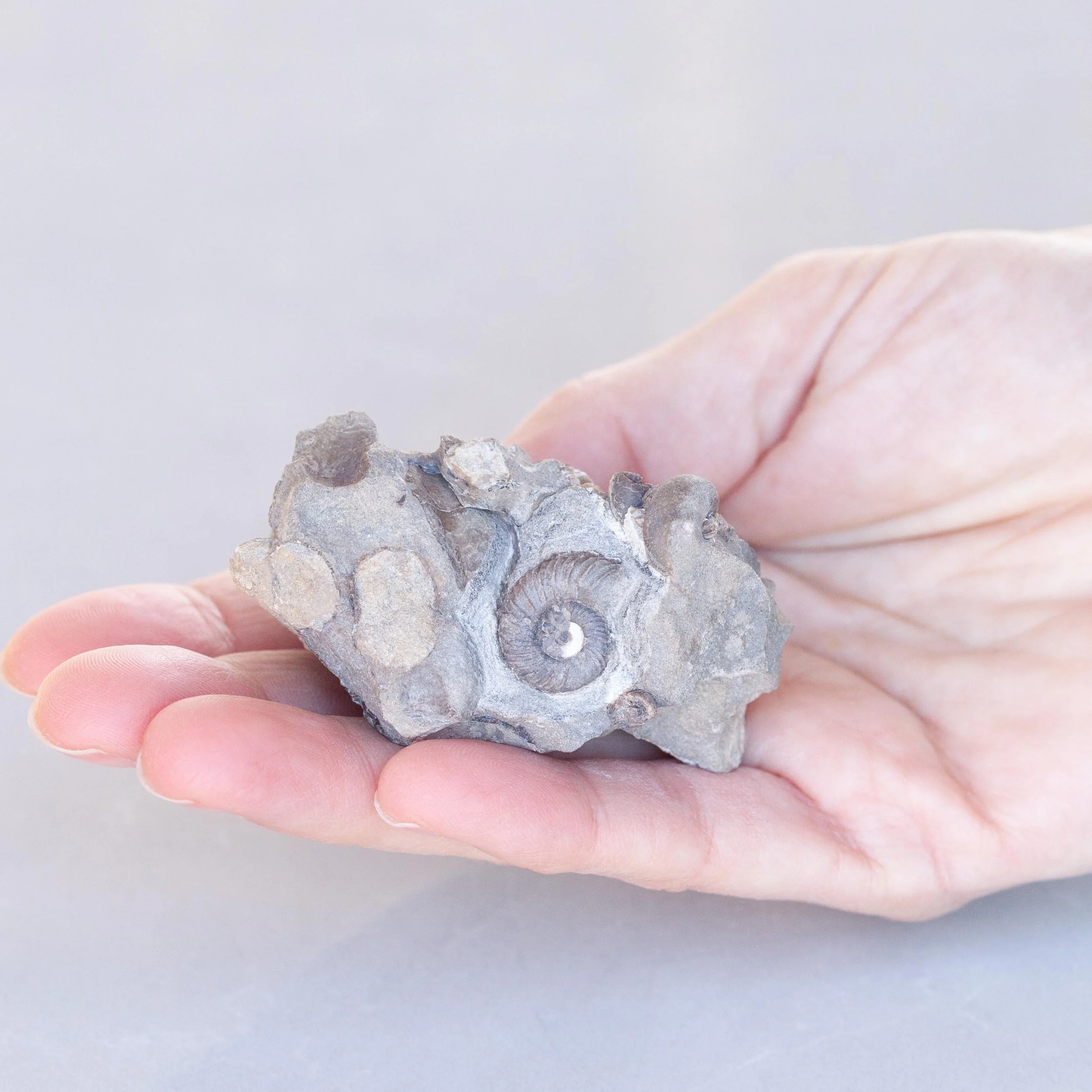 fossil store - authentic quality fossils for sale - fossil soup ...