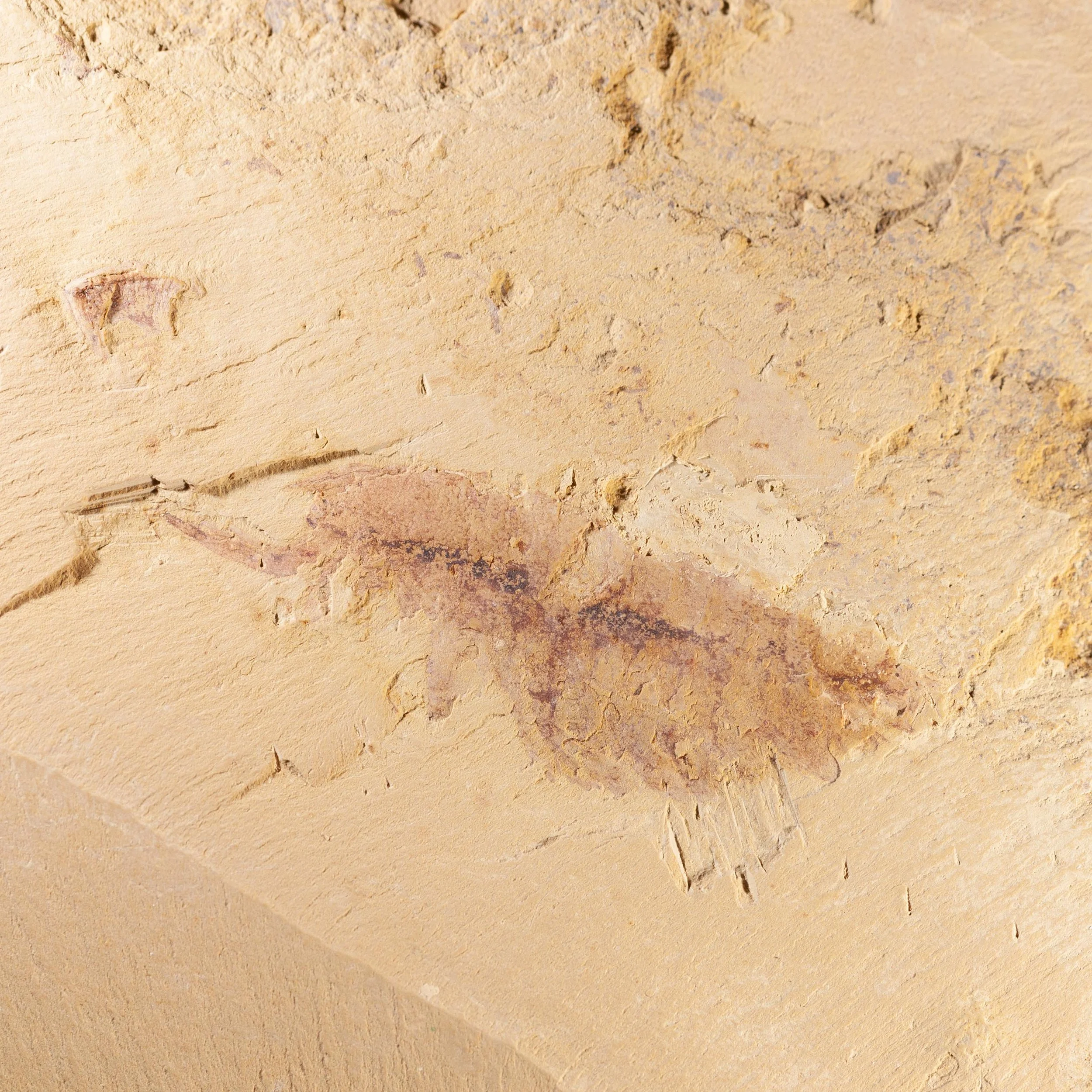 Isoxys with soft tissue, Early Cambrian, Shipai Formation, Yichang City ...