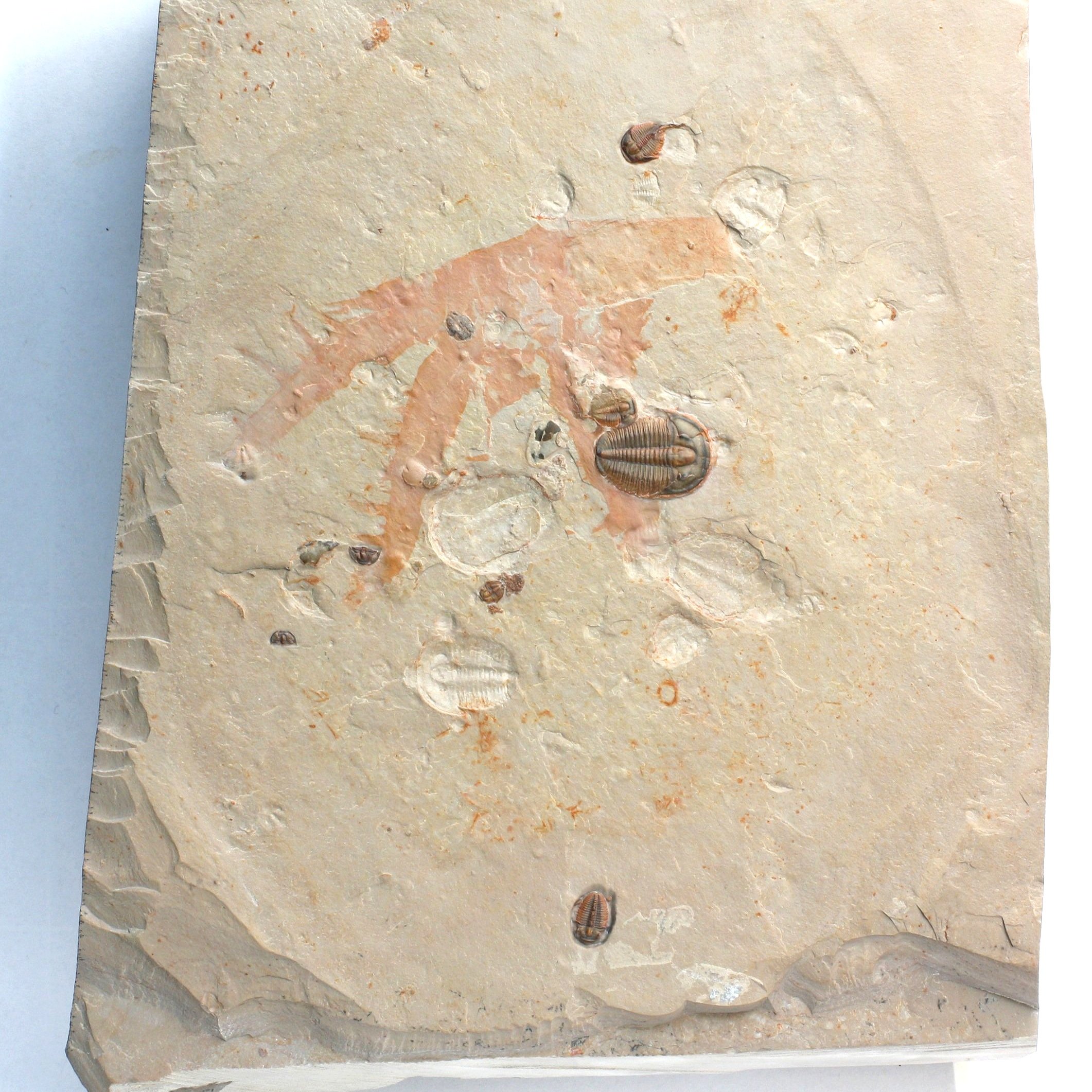 fossil store - authentic quality fossils for sale - fossil soup ...