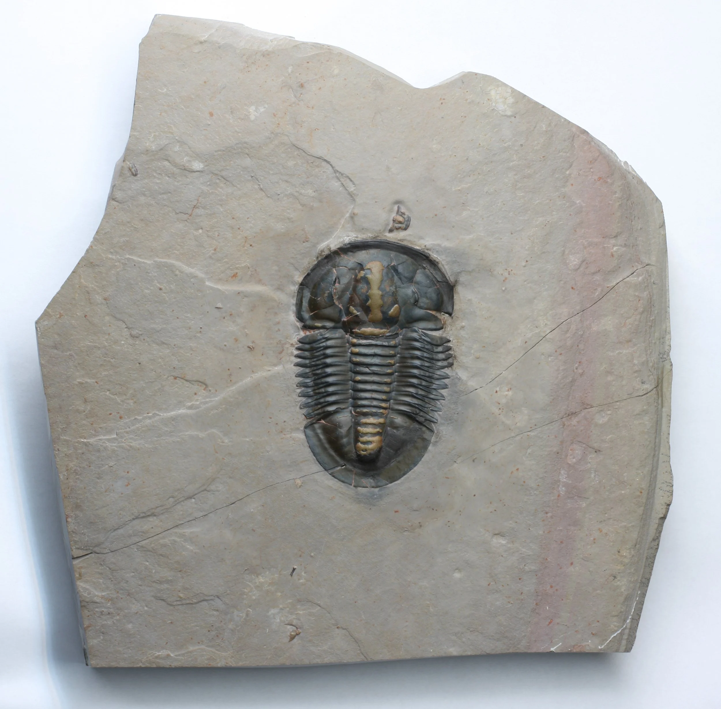 Luolishania longicruris from Chengjiang Biota. Early Cambrian, Yunnan ...