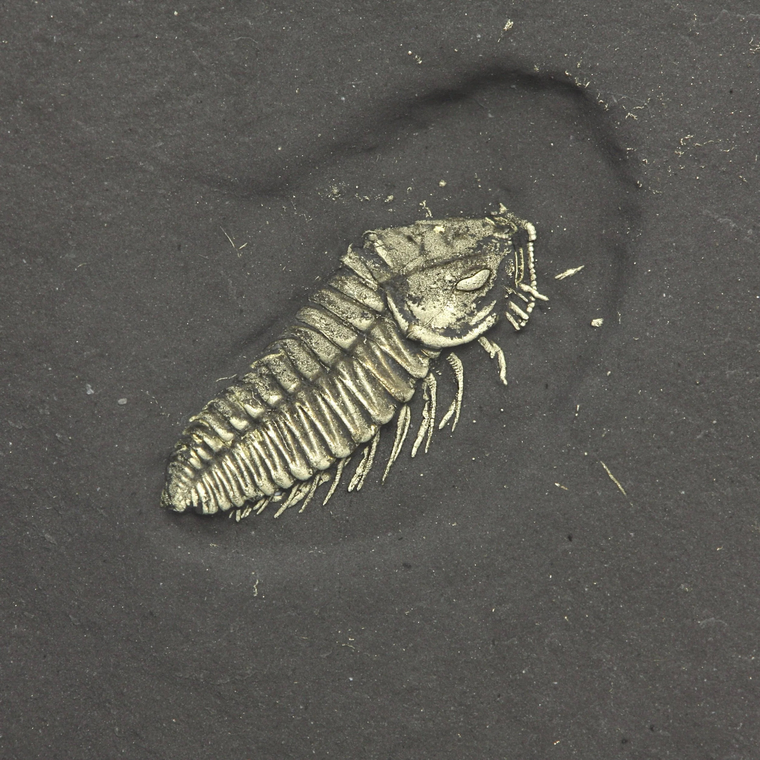 Luolishania longicruris from Chengjiang Biota. Early Cambrian, Yunnan ...