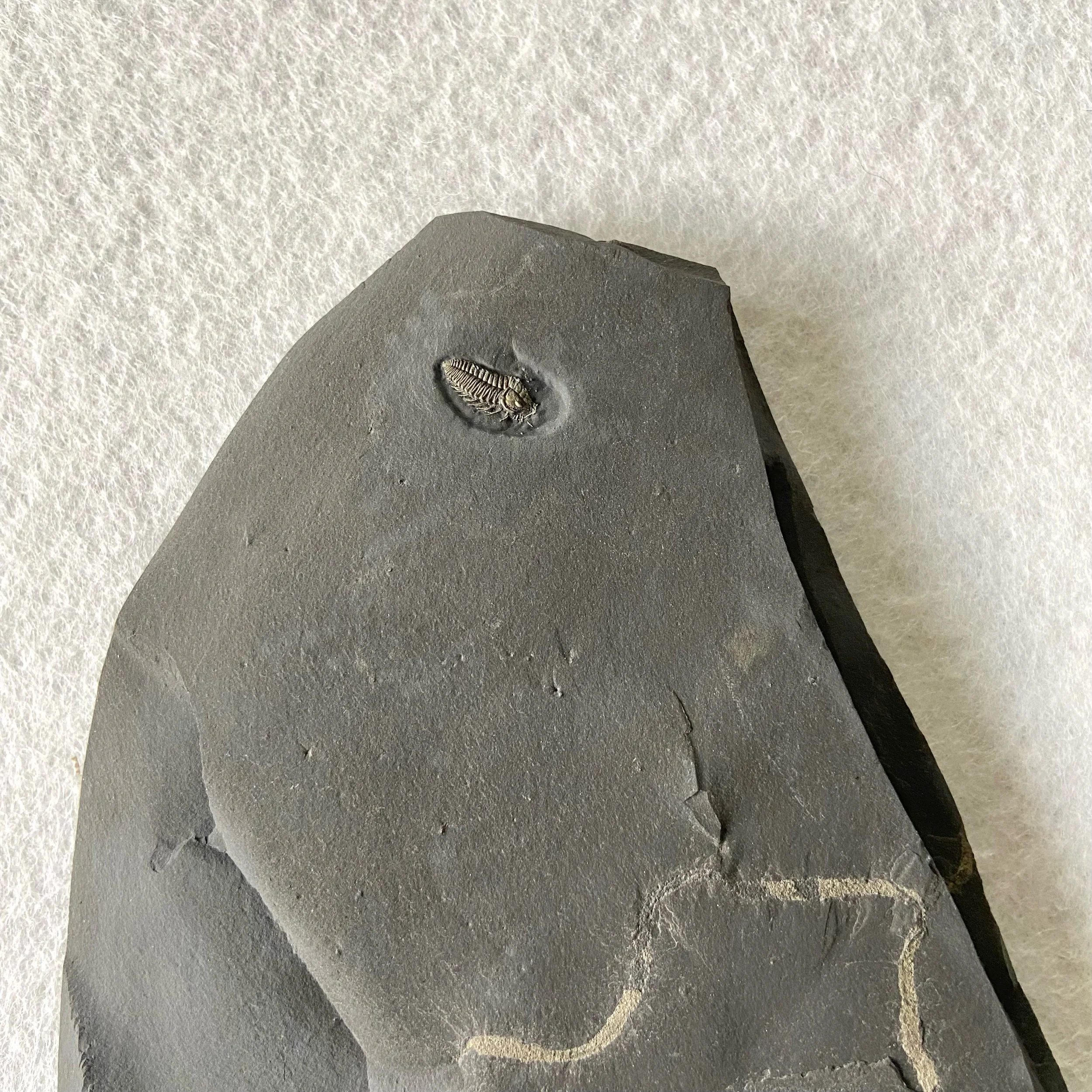 fossil store - authentic quality fossils for sale - fossil soup ...