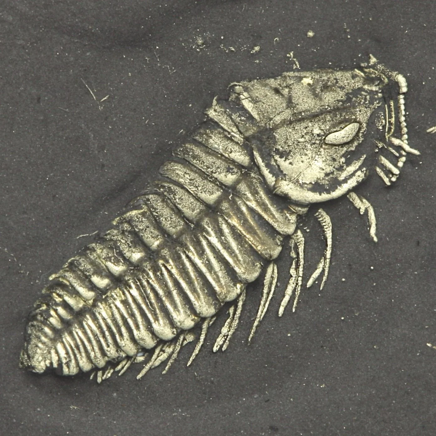fossil store - authentic quality fossils for sale - fossil soup ...